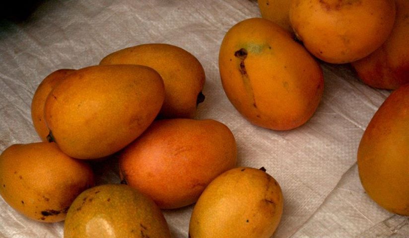 Five Favorite Fruits (and Berries) – Mom of Children